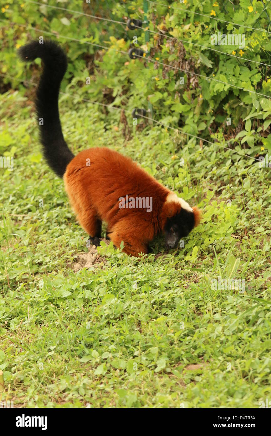 Schwarzer affe orange -Fotos und -Bildmaterial in hoher Auflösung – Alamy