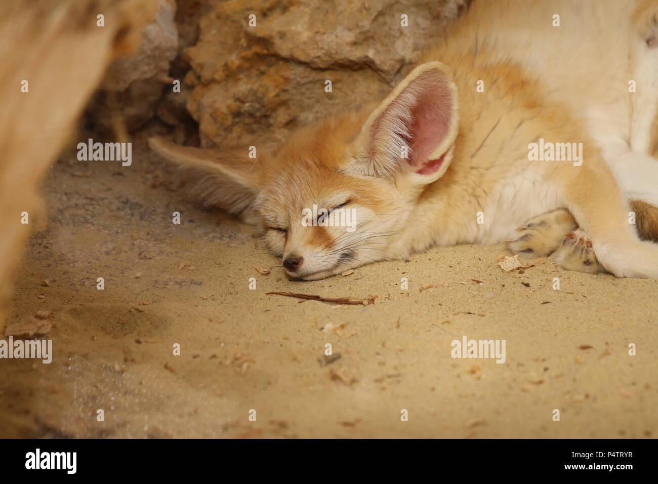 Fennek fuchs vulpes zerda -Fotos und -Bildmaterial in hoher Auflösung ...