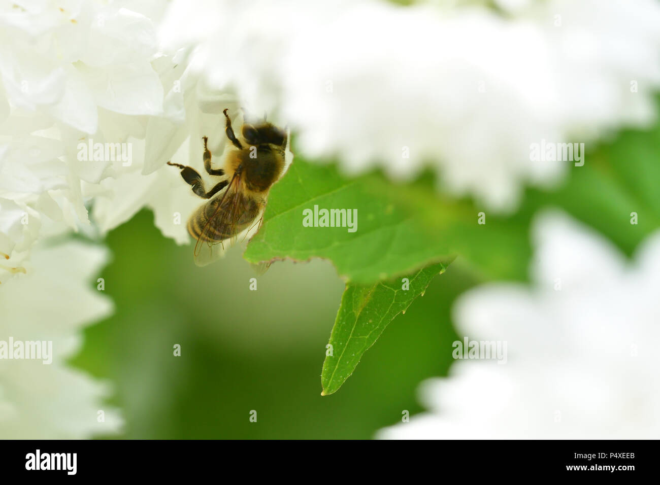 Honig Biene polinating auf die weiße Blume Makro Stockfotografie - Alamy