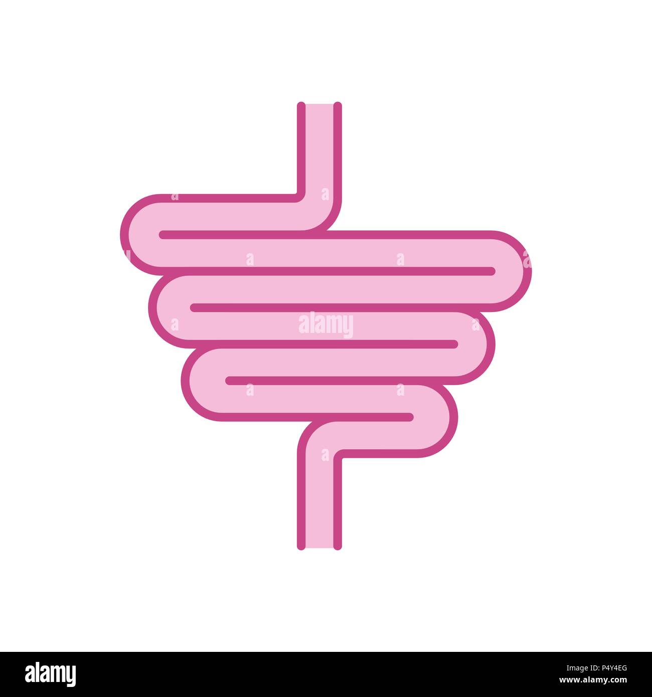 Därme. Verdauungstrakt. Menschlichen Darm. Vector Illustration Stock ...