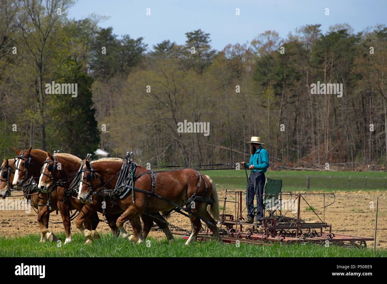 Kuh Mit Pflug Stockfotos und -bilder Kaufen - Seite 2 - Alamy