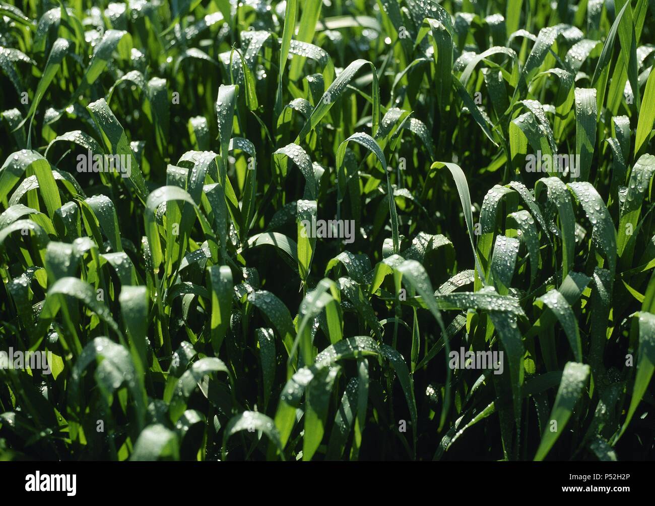 Cultivo de maiz -Fotos und -Bildmaterial in hoher Auflösung – Alamy