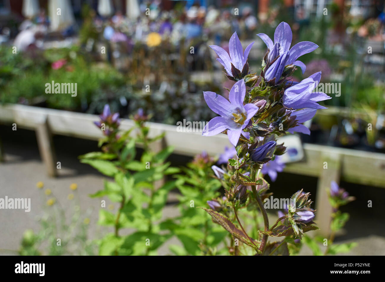 Nationale sammlung von campanulas -Fotos und -Bildmaterial in hoher ...