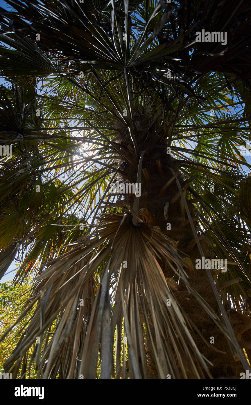 Chamaerops humilis leaf -Fotos und -Bildmaterial in hoher Auflösung – Alamy