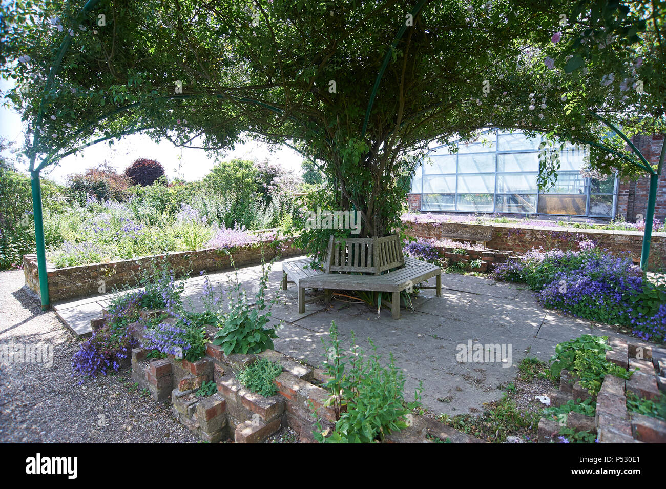 Nationale sammlung von campanulas -Fotos und -Bildmaterial in hoher ...