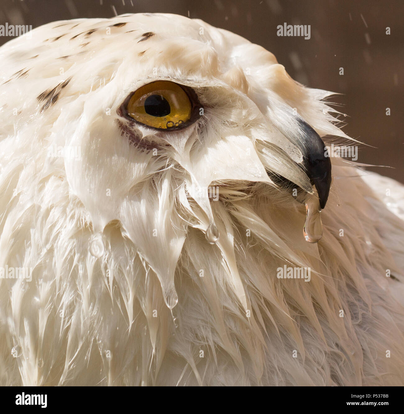 Nasse eule -Fotos und -Bildmaterial in hoher Auflösung – Alamy