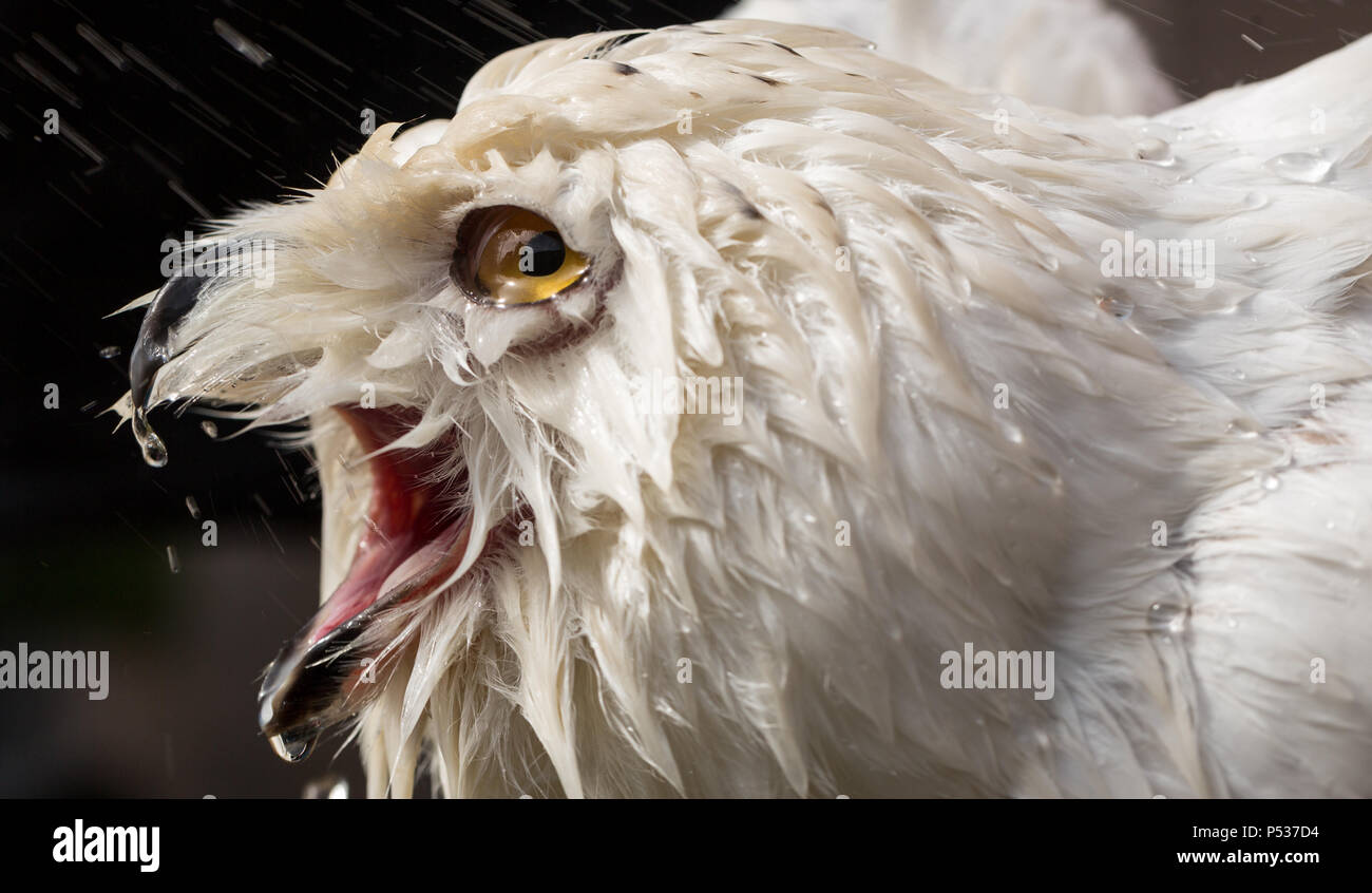 Nasse eule -Fotos und -Bildmaterial in hoher Auflösung – Alamy