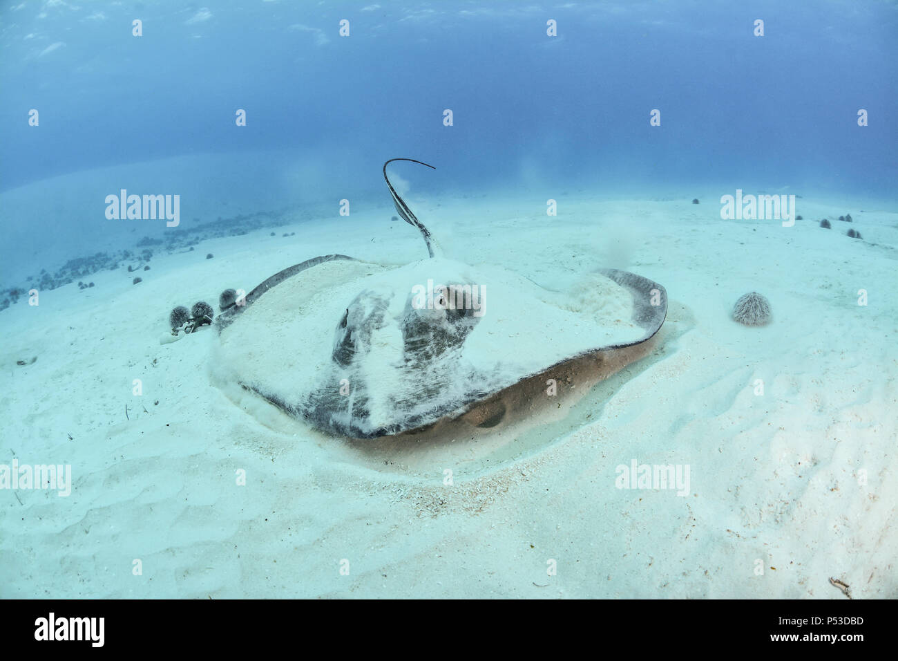 Peitschenschwanz stechrochen -Fotos und -Bildmaterial in hoher ...