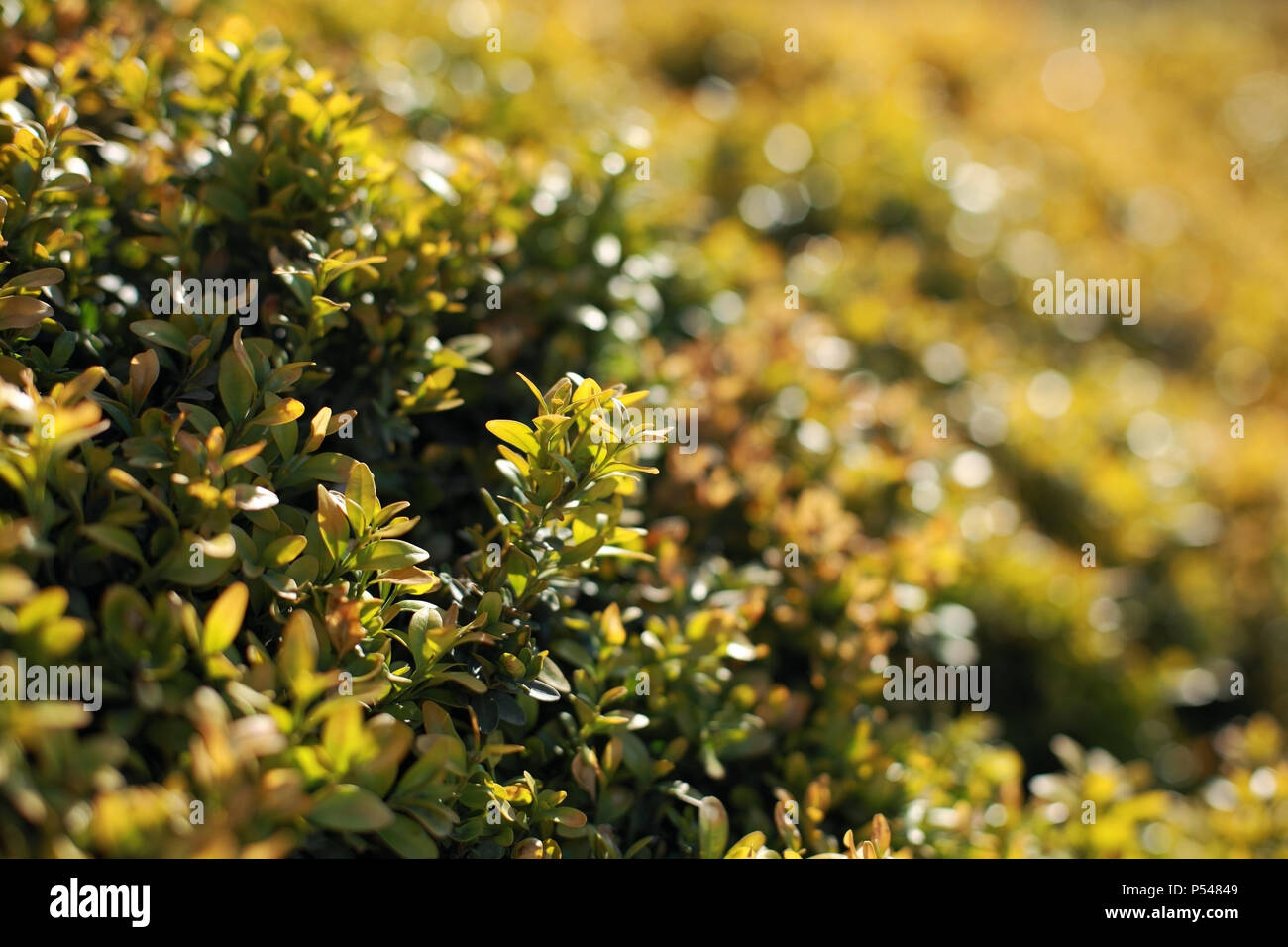Boxwood green hedge -Fotos und -Bildmaterial in hoher Auflösung – Alamy