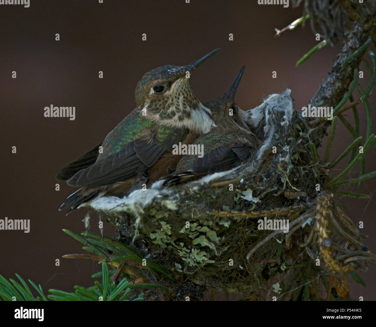 Hummingbird baby -Fotos und -Bildmaterial in hoher Auflösung – Alamy