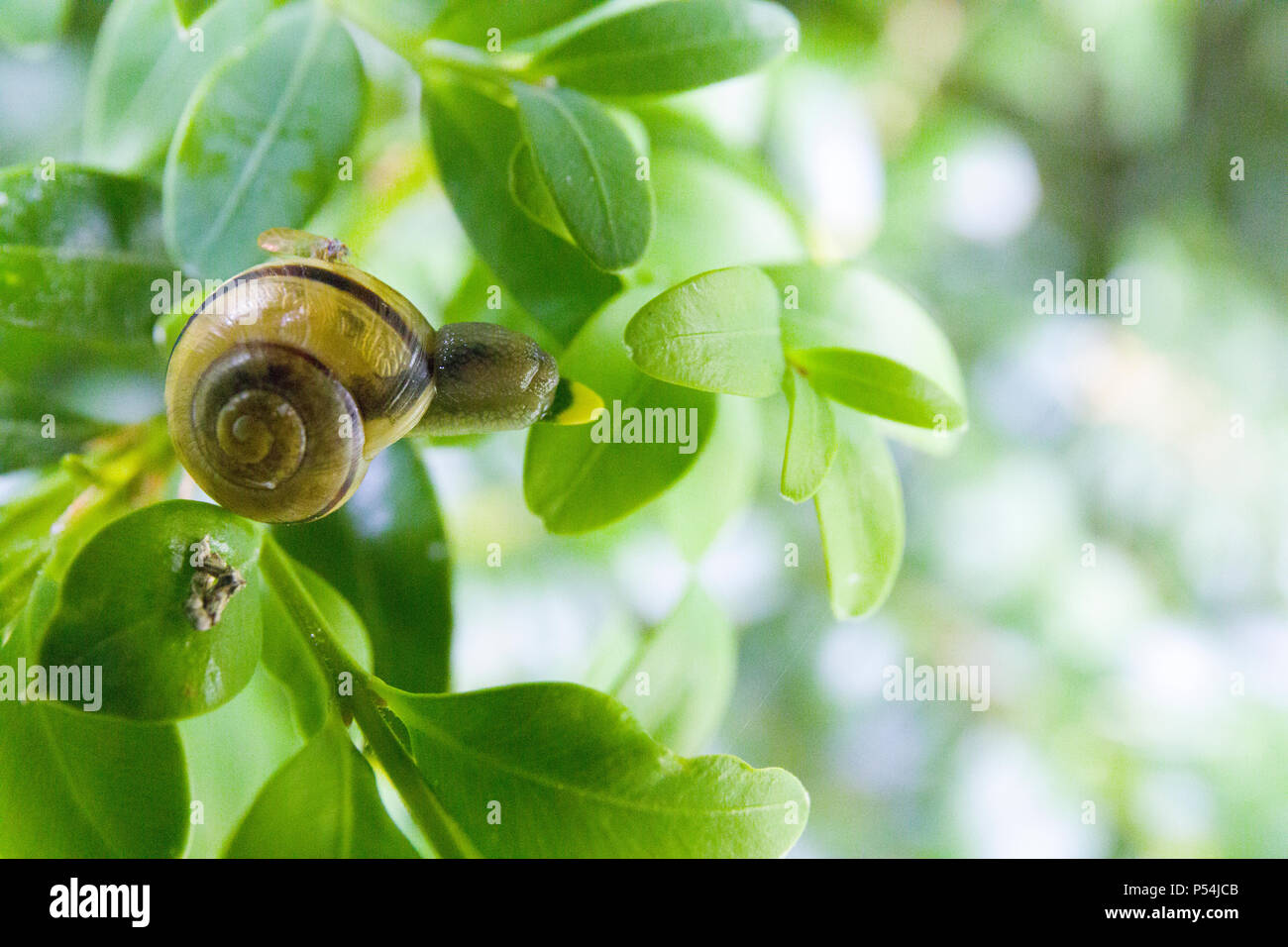 Nahaufnahme Makro Sicht auf die Weißen lippig Schnecke oder Garten ...