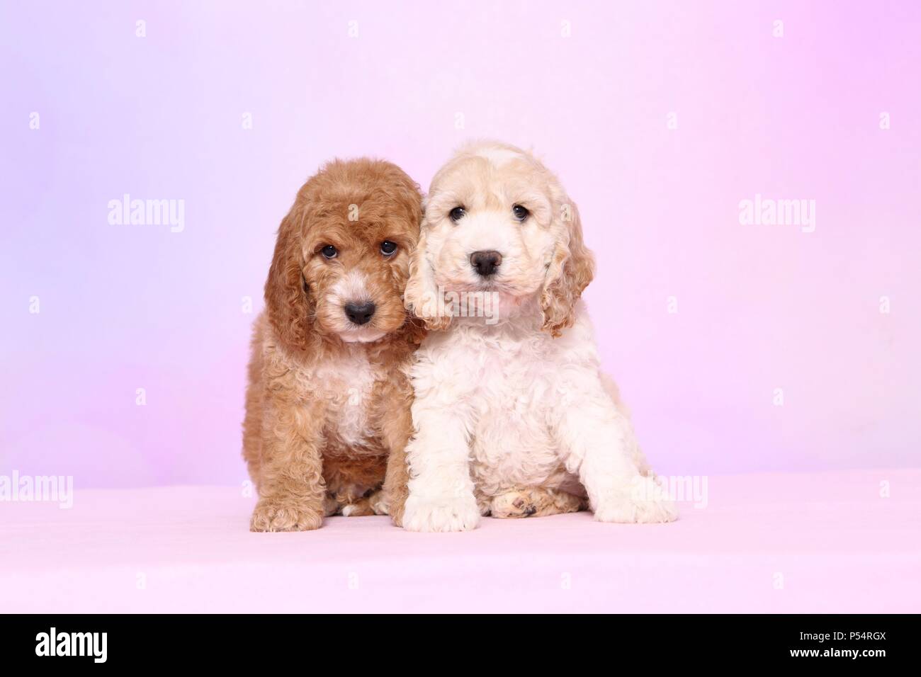 Zwei cockapoo welpen -Fotos und -Bildmaterial in hoher Auflösung – Alamy