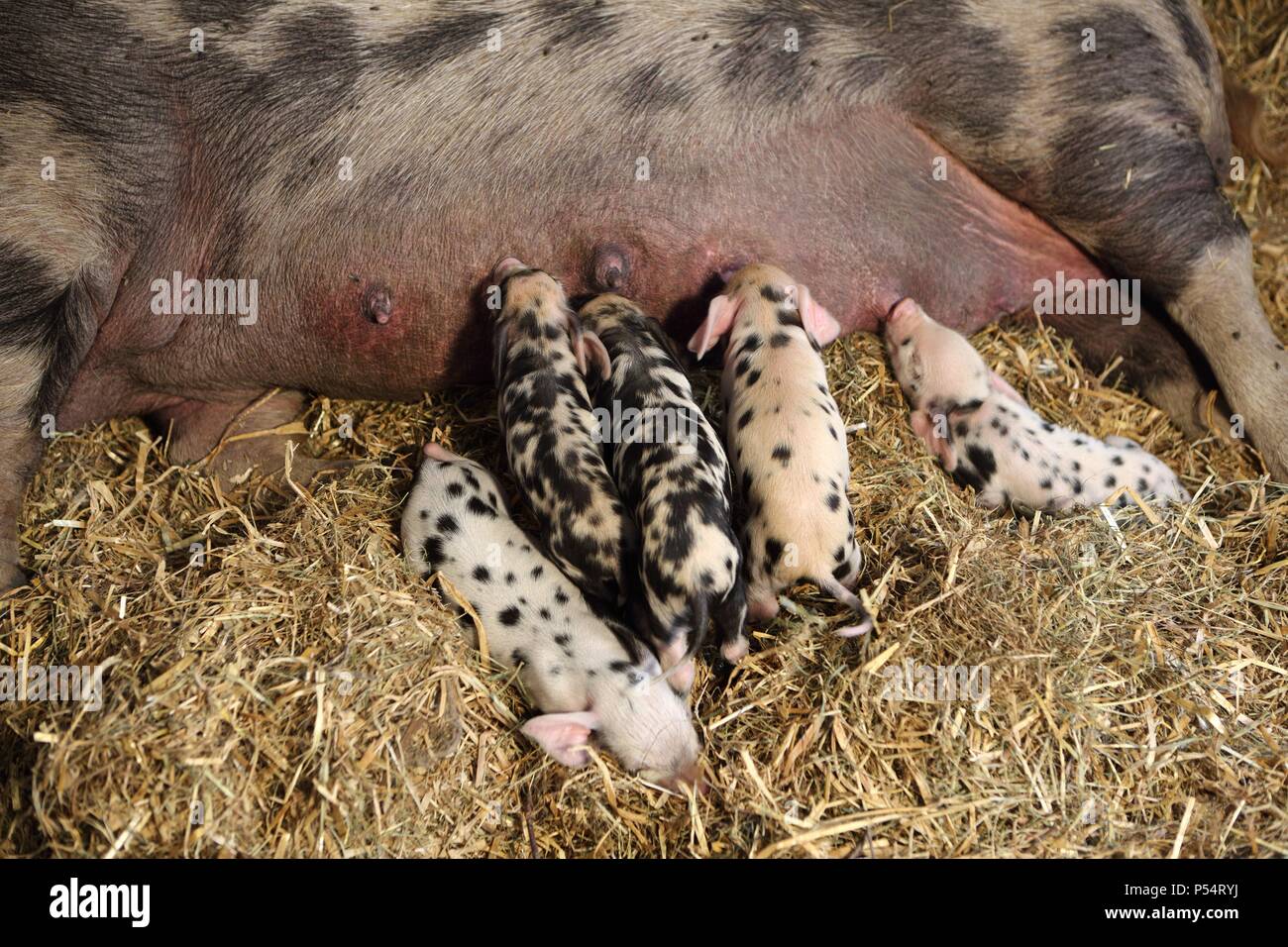 Mutter Mit Baby Schwein Stockfotos und -bilder Kaufen - Alamy