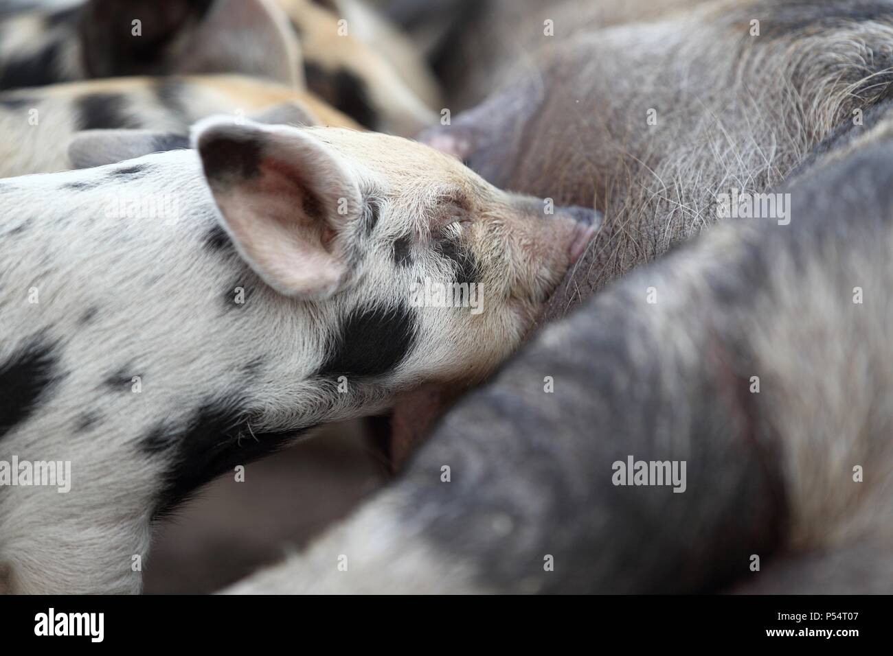 Weibchen mit spanferkel -Fotos und -Bildmaterial in hoher Auflösung ...