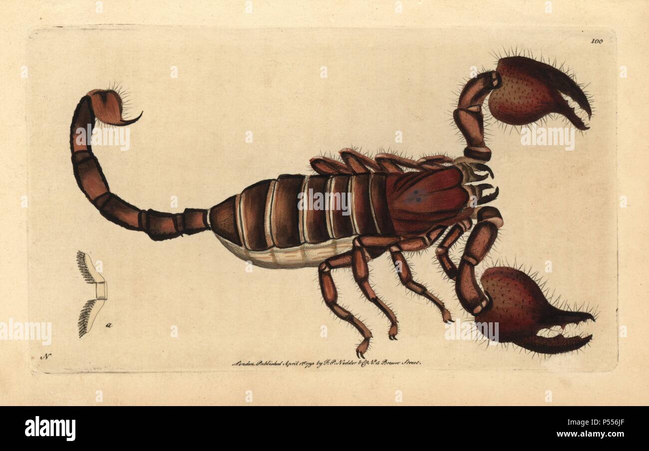 Giant Forest scorpion, Heterometrus Indus. Abbildung unterzeichnet N ...