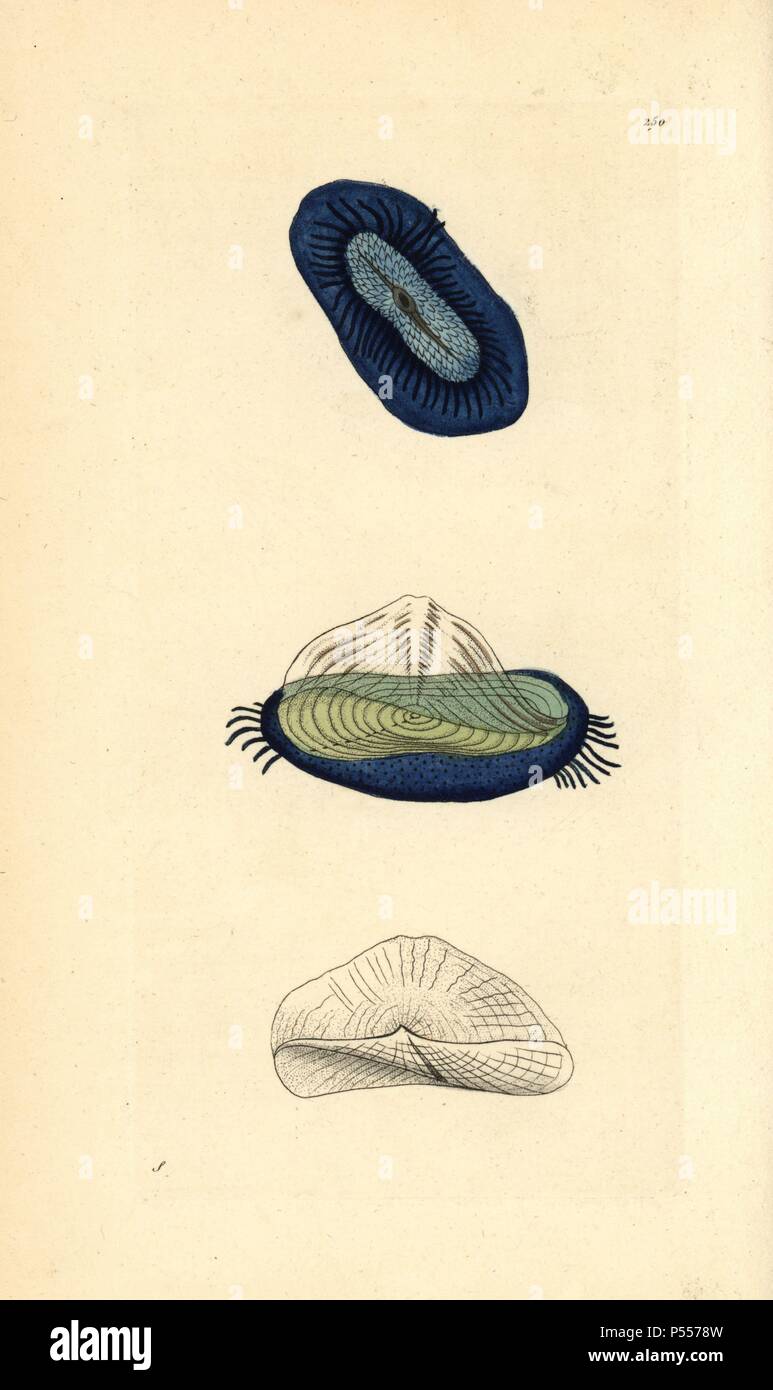 By-the-wind Sailor, wenig Segel, Velella velella. Abbildung: signierte ...