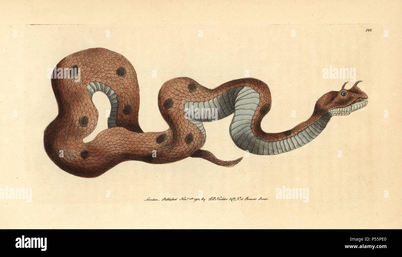 Oder in der Wüste Sahara horned Viper, Cerastes Cerastes. Giftig ...