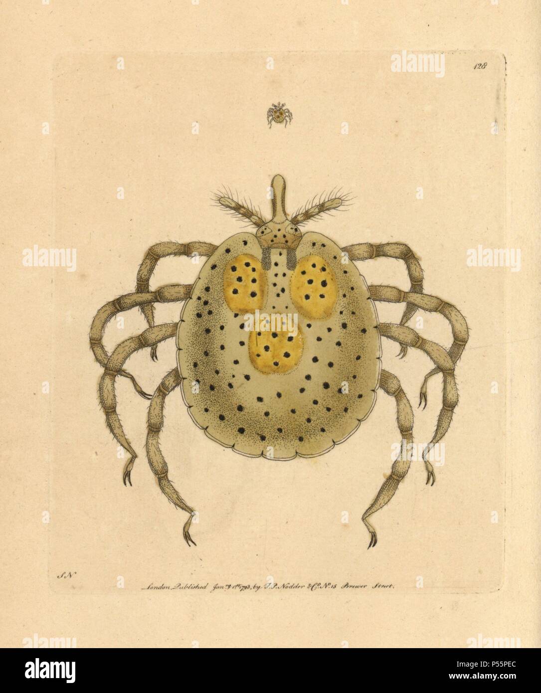 Gold-beschmutzte acarus Milbe, Acarus auratus. Abbildung unterzeichnet ...