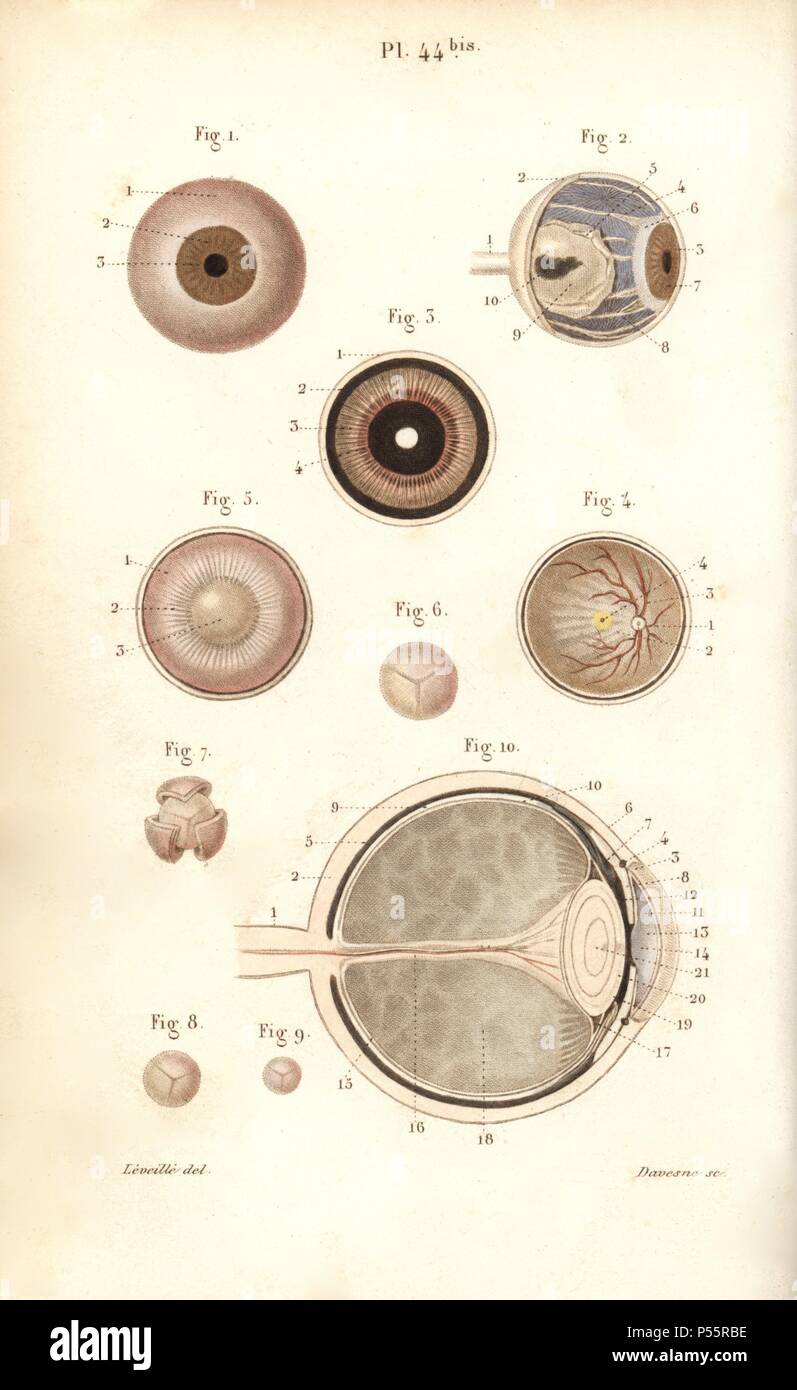 Teile der Augapfel und seine Membranen. Papierkörbe Stahlstich von ...