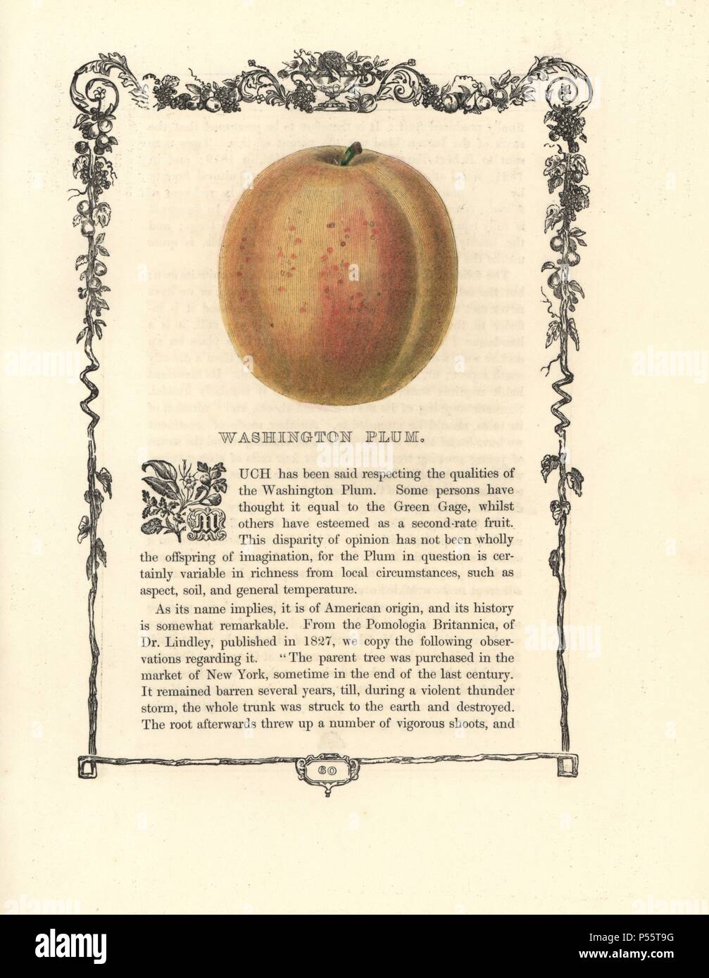 Washington Pflaume, Prunus domestica, innerhalb einer Della Robbia ...