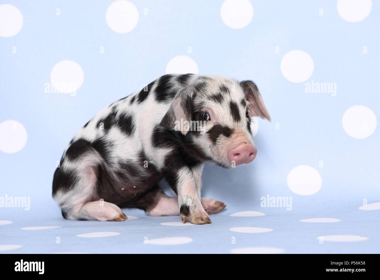 Black spotted piglet -Fotos und -Bildmaterial in hoher Auflösung – Alamy