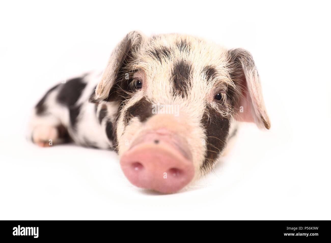Niedliches nutztierferkel Ausgeschnittene Stockfotos und -bilder - Alamy