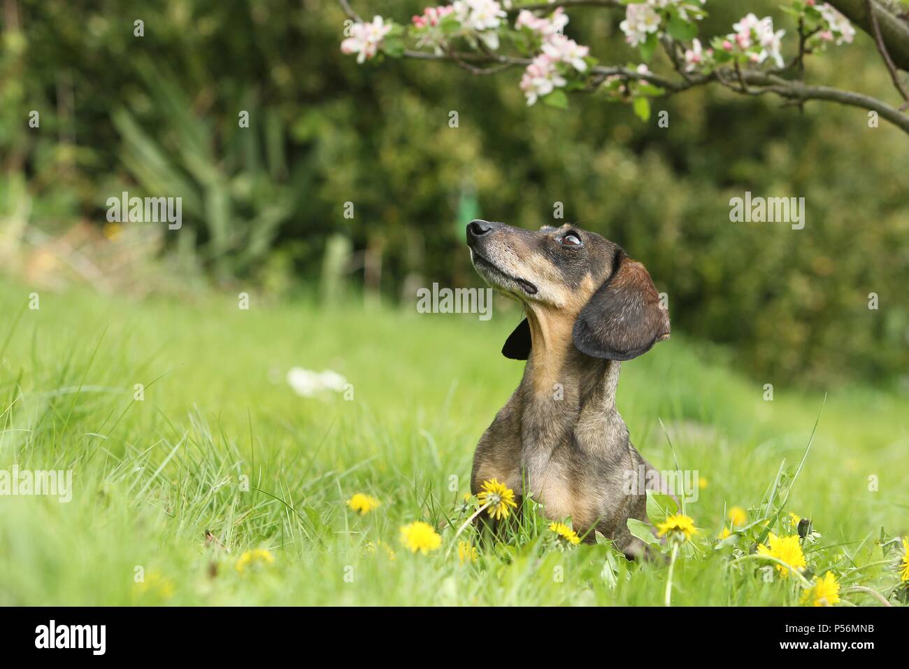 Sitting Shorthaired Dachshund Stockfotos und -bilder Kaufen - Alamy