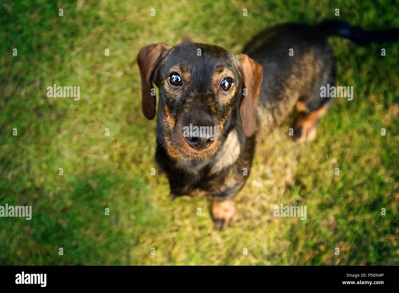 Sitting Shorthaired Dachshund Stockfotos und -bilder Kaufen - Alamy