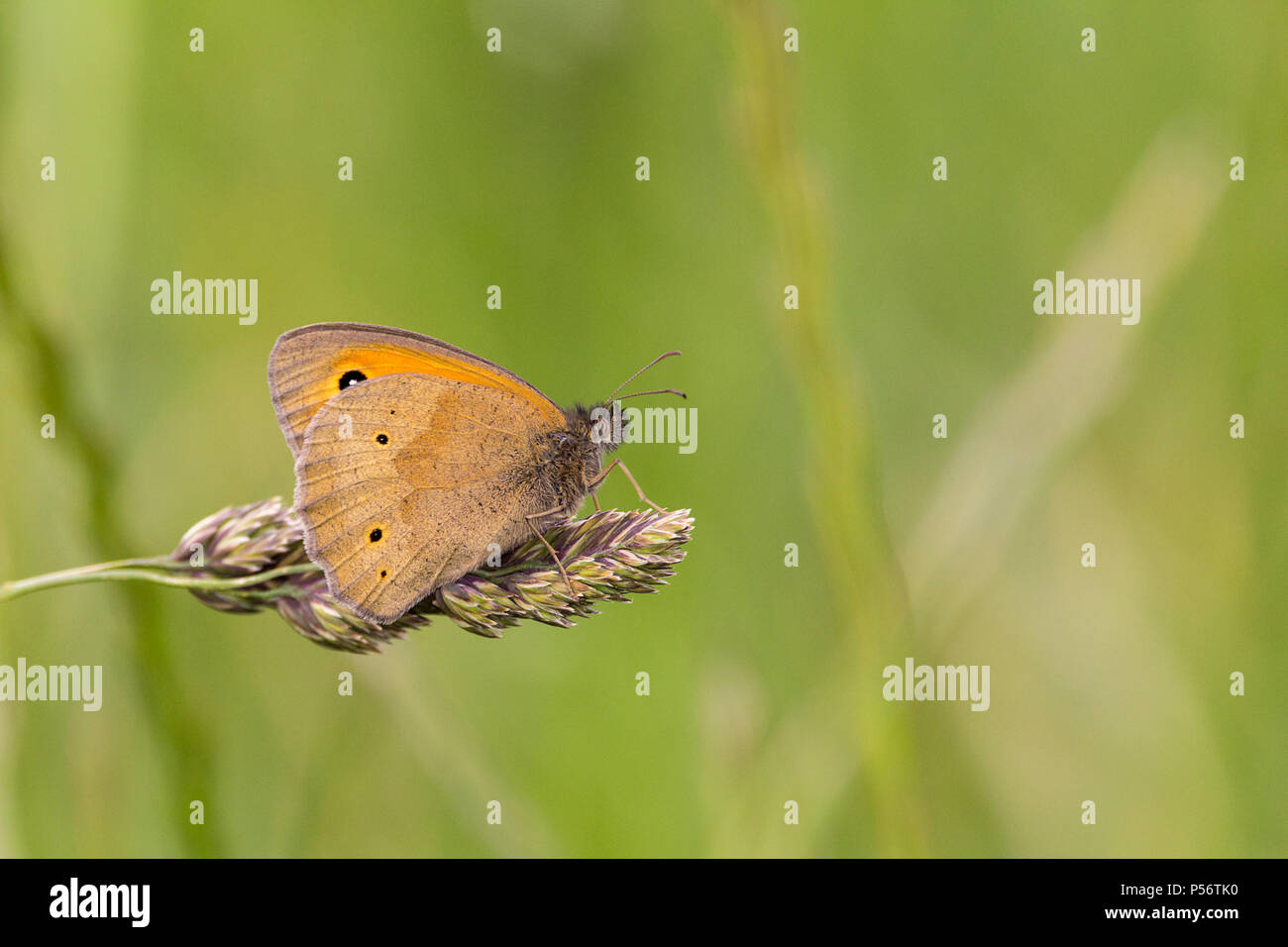 Schmetterlinge Orange Braun