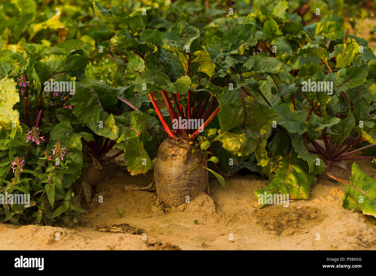 Der Anbau von Zuckerrüben in einem Feld, die frische Ernte Sonnenlicht ...