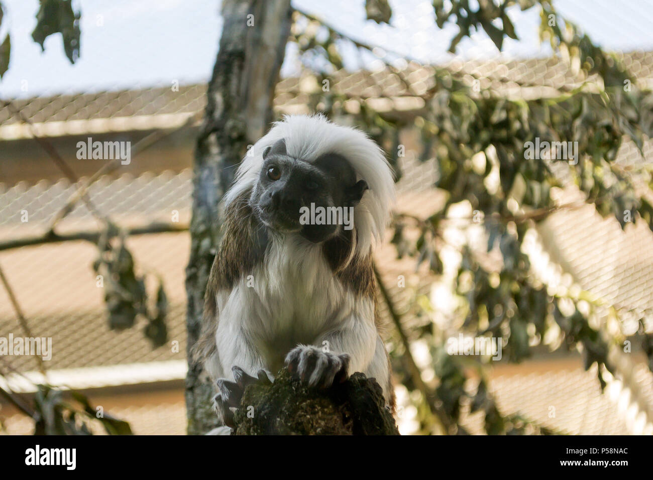 Schwarze und weiße Farbe kleiner Affe Ödipus Tamarin im Zoo, am Baum ...