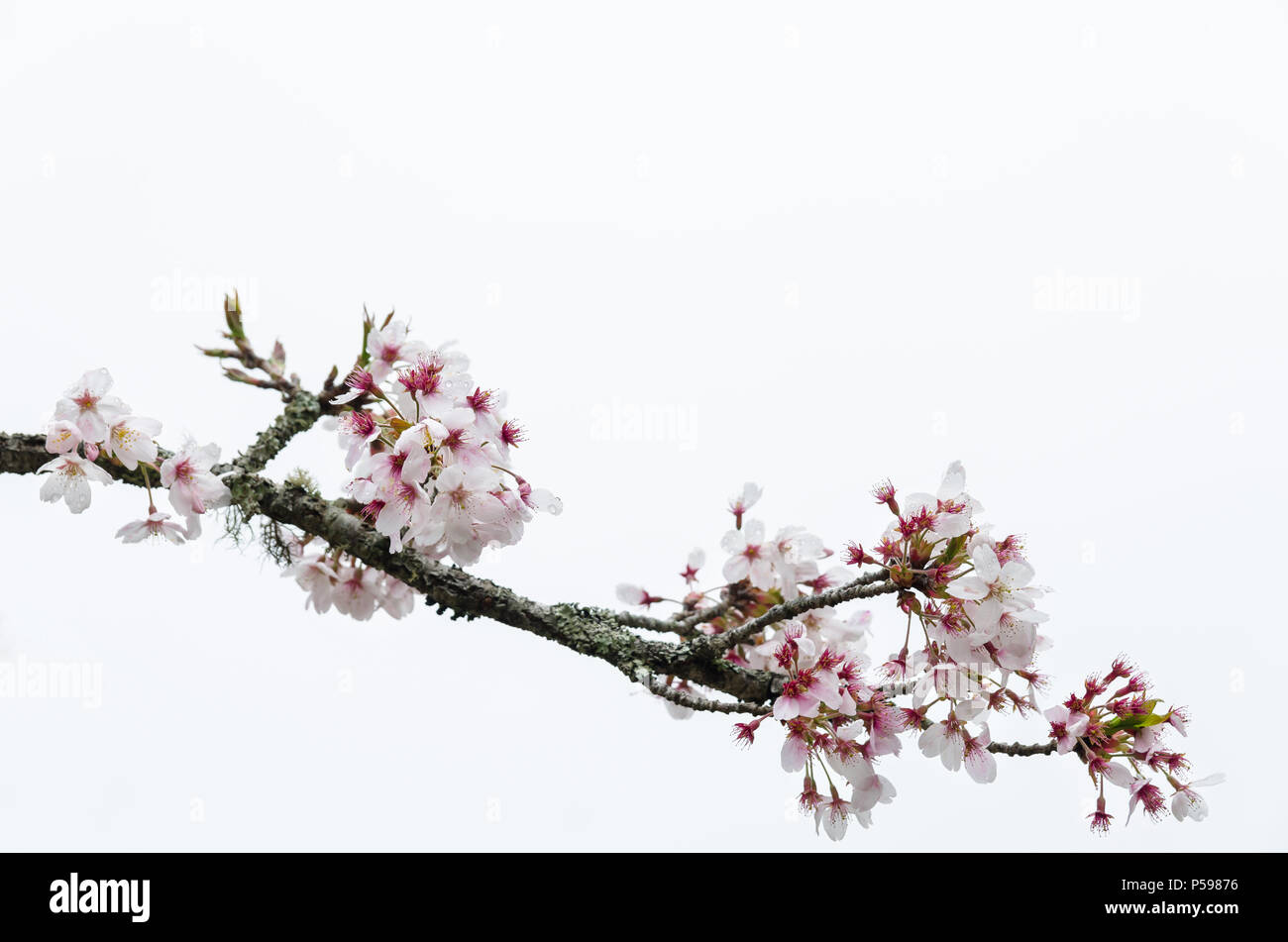 Prunus Yedoensis Stockfotos und -bilder Kaufen - Alamy