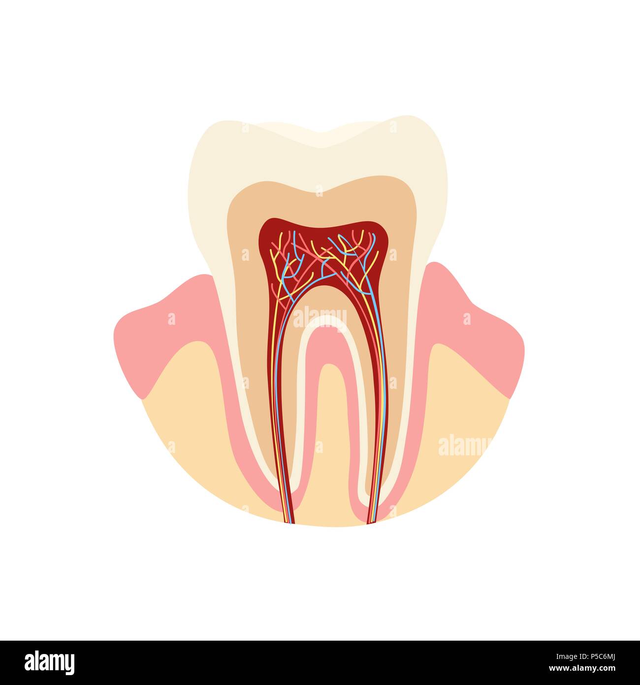 Zahn anatomie Stock-Vektorgrafiken kaufen - Alamy