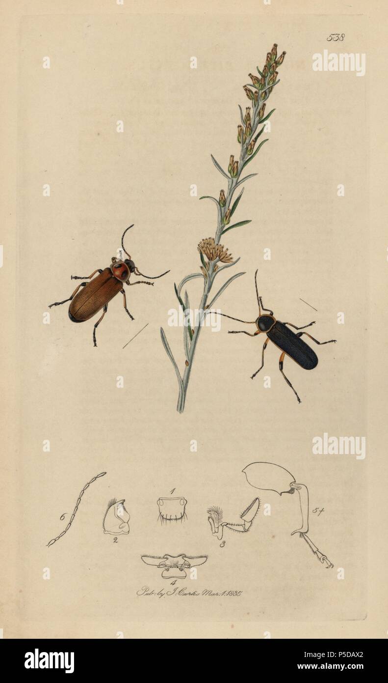 Osphya bipunctata -Fotos und -Bildmaterial in hoher Auflösung – Alamy