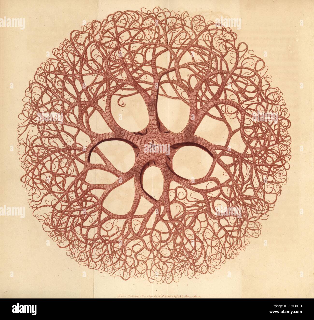 Gorgonocephalus caput medusae -Fotos und -Bildmaterial in hoher ...