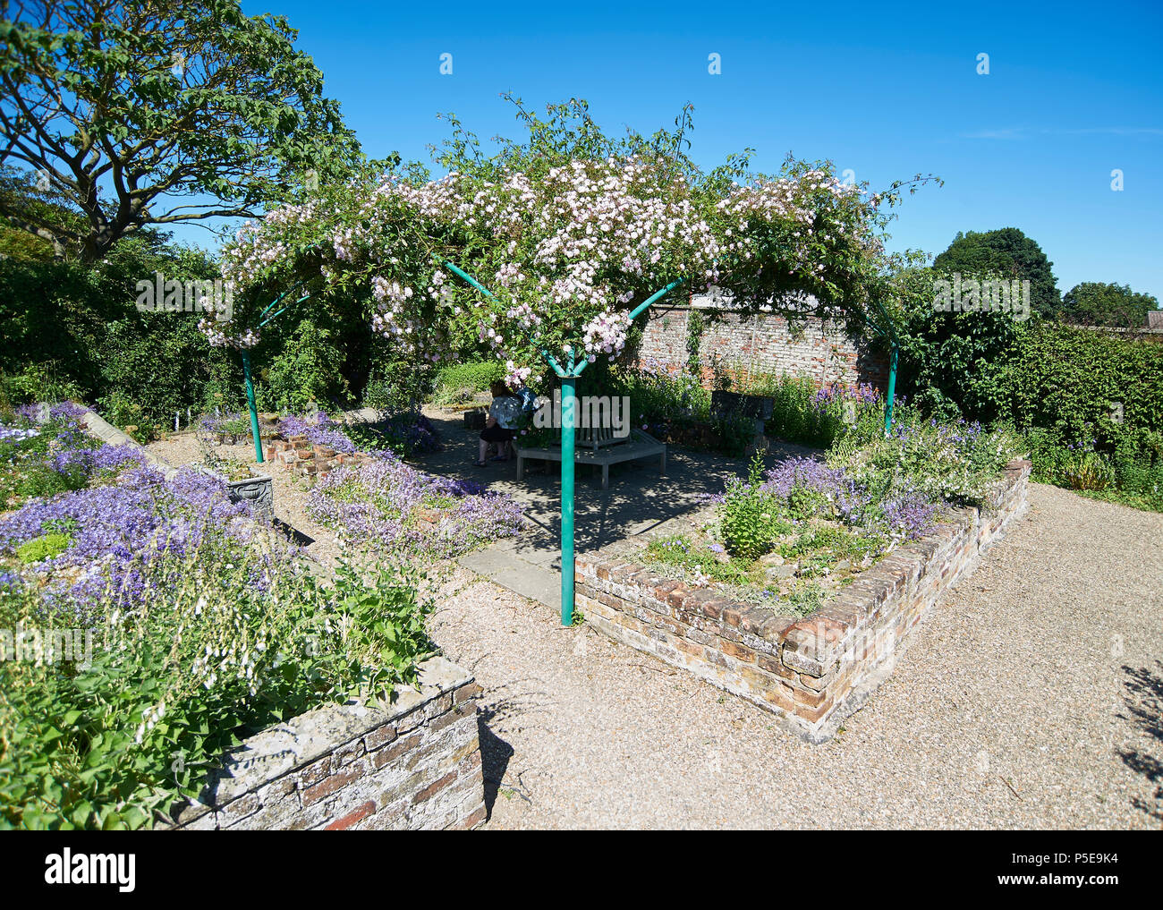 Nationale sammlung von campanulas -Fotos und -Bildmaterial in hoher ...