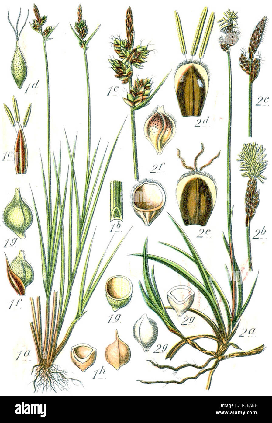 Carex pilulifera -Fotos und -Bildmaterial in hoher Auflösung – Alamy
