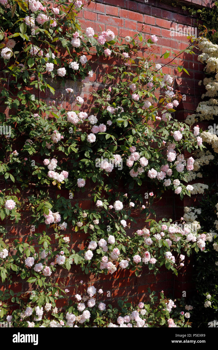 Rosa cecile brunner climbing rose -Fotos und -Bildmaterial in hoher ...