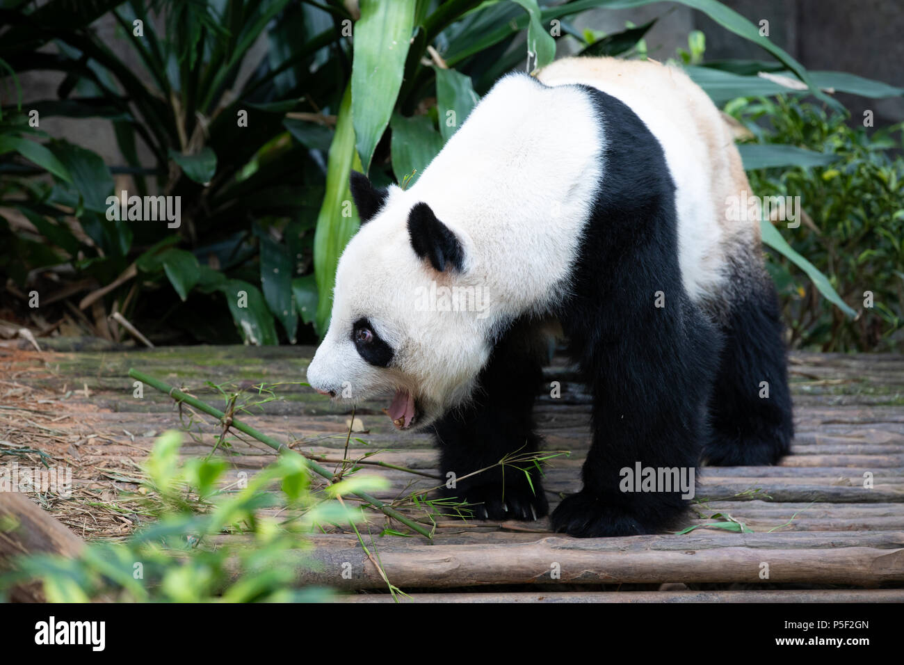 Panda Augen Stockfotos und -bilder Kaufen - Alamy