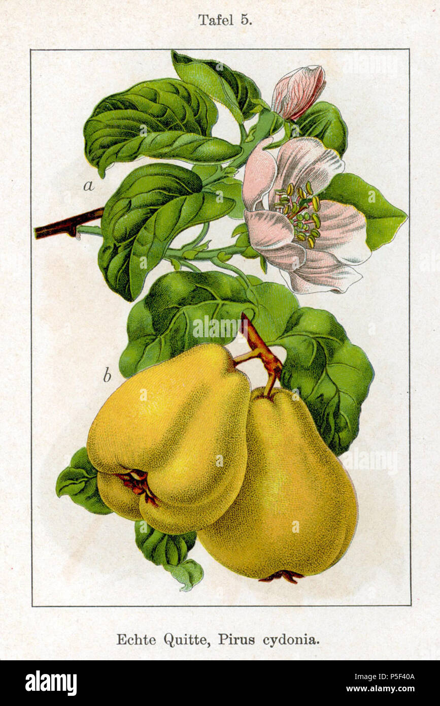 Pyrus l -Fotos und -Bildmaterial in hoher Auflösung – Alamy