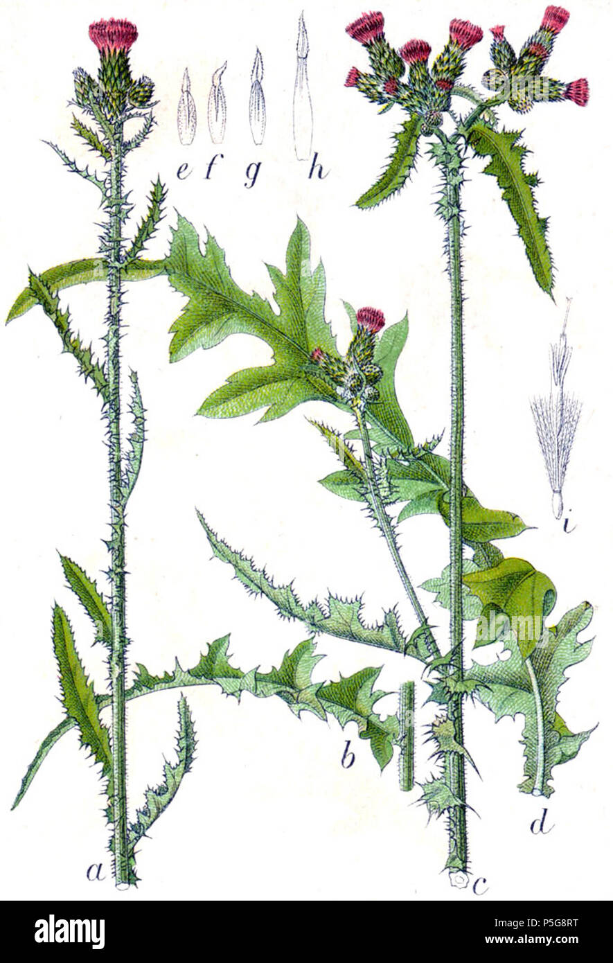 Carduus palustris -Fotos und -Bildmaterial in hoher Auflösung – Alamy