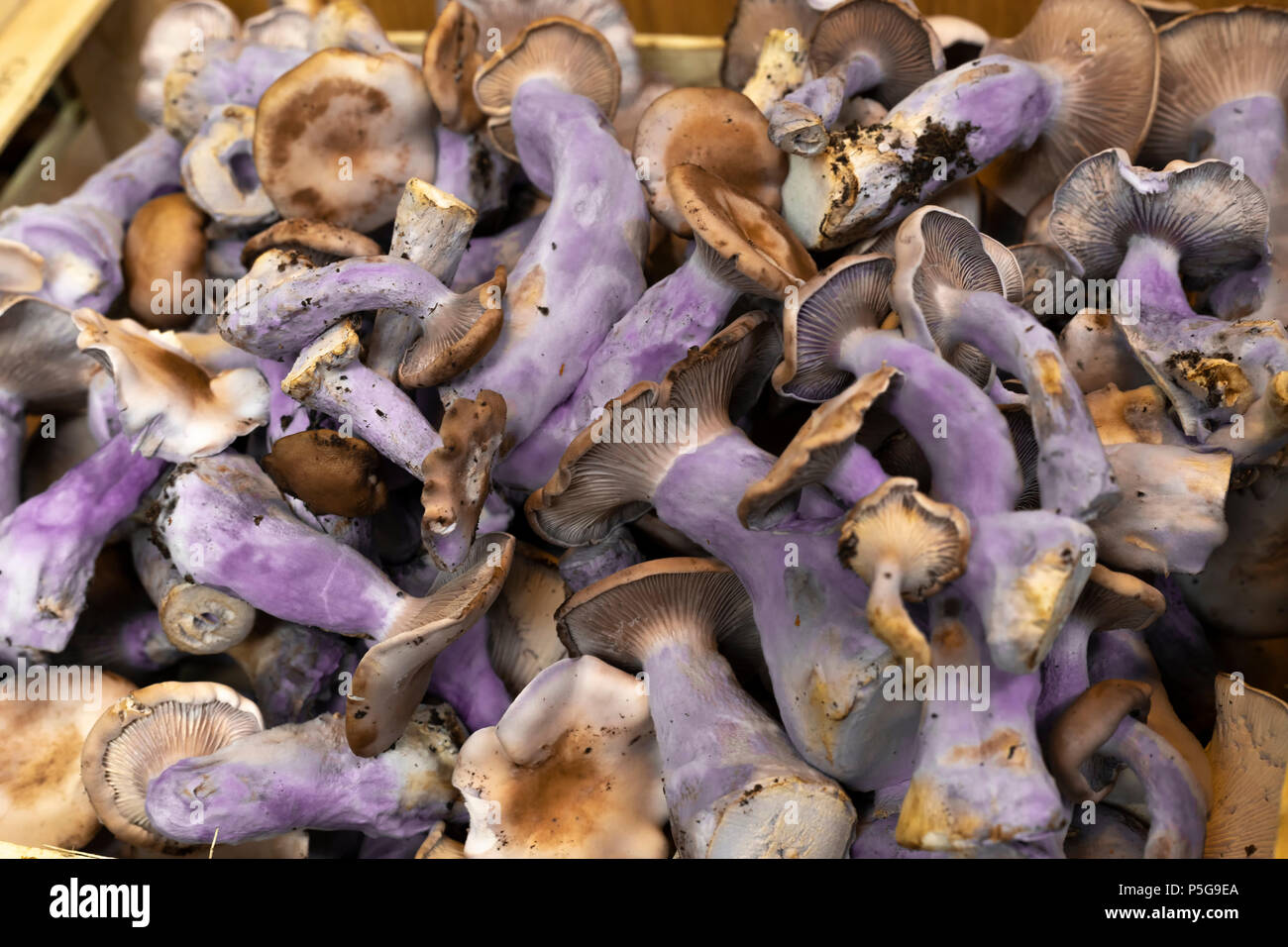 London edible mushrooms -Fotos und -Bildmaterial in hoher Auflösung – Alamy