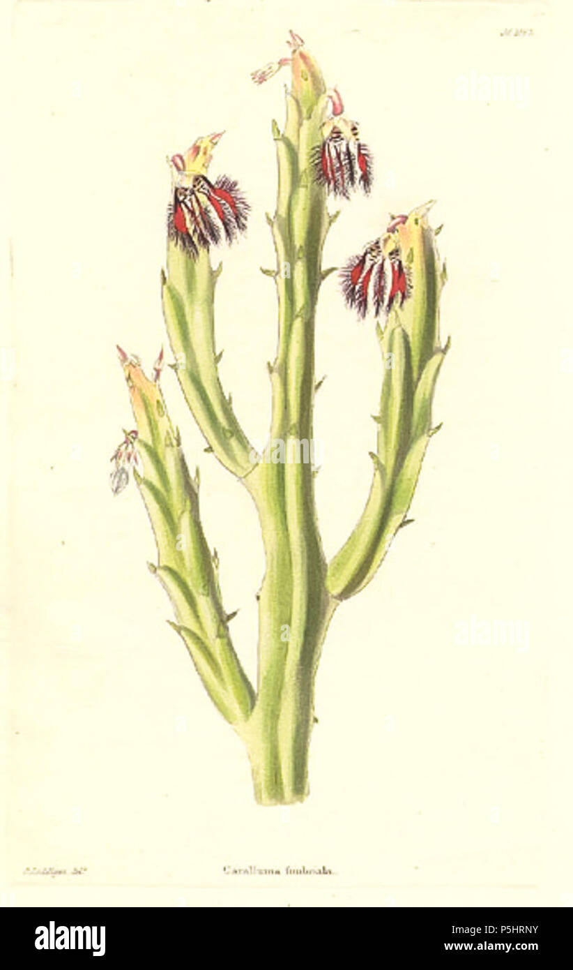 Caralluma fimbriata -Fotos und -Bildmaterial in hoher Auflösung – Alamy