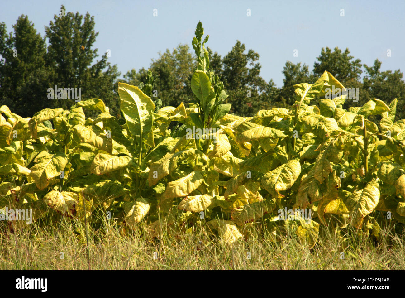 Blühende tabakpflanze -Fotos und -Bildmaterial in hoher Auflösung – Alamy
