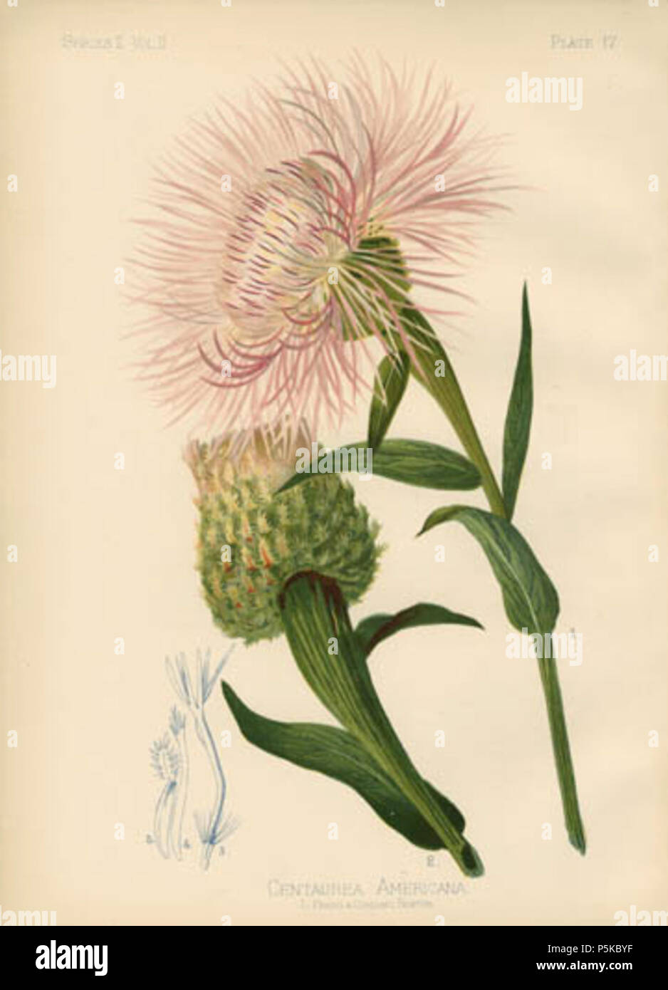 Alois lunzer -Fotos und -Bildmaterial in hoher Auflösung – Alamy