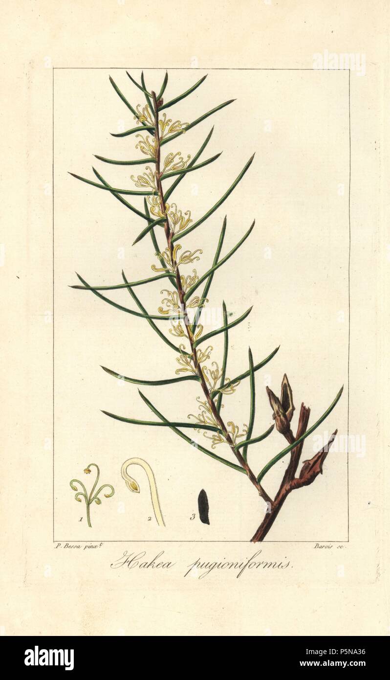 Hakea pugioniformis -Fotos und -Bildmaterial in hoher Auflösung – Alamy