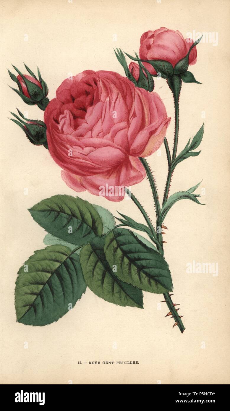 Rose cent feuilles, Rosa centifolia, dem schönsten und ältesten der ...
