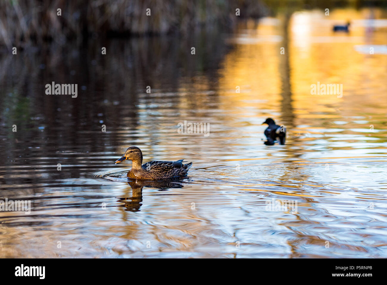 Weibliche stockente Ente schwimmt in einem See in South Park, Sofia ...