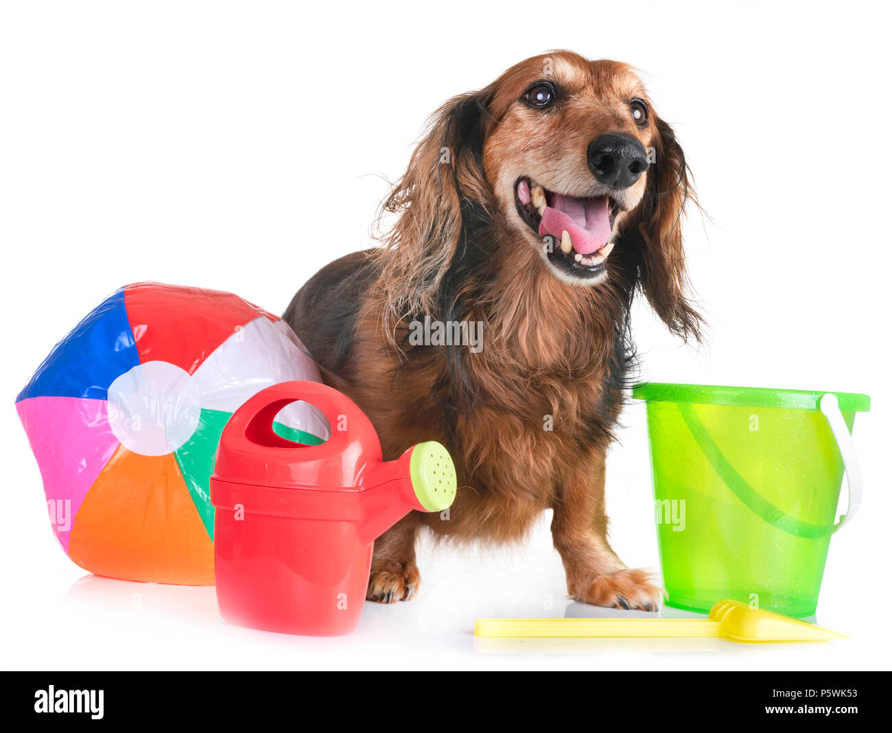 Dackel mit brille -Fotos und -Bildmaterial in hoher Auflösung – Alamy