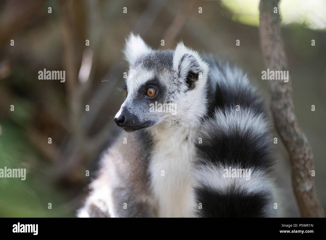 Vom aussterben bedrohter katta -Fotos und -Bildmaterial in hoher ...